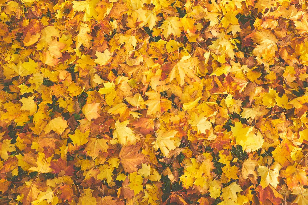 30 Autumn Quiz Questions and Answers: Falling – We Love Quizzes 30 Autumn Quiz Questions and Answers: Falling – We Love Quizzes